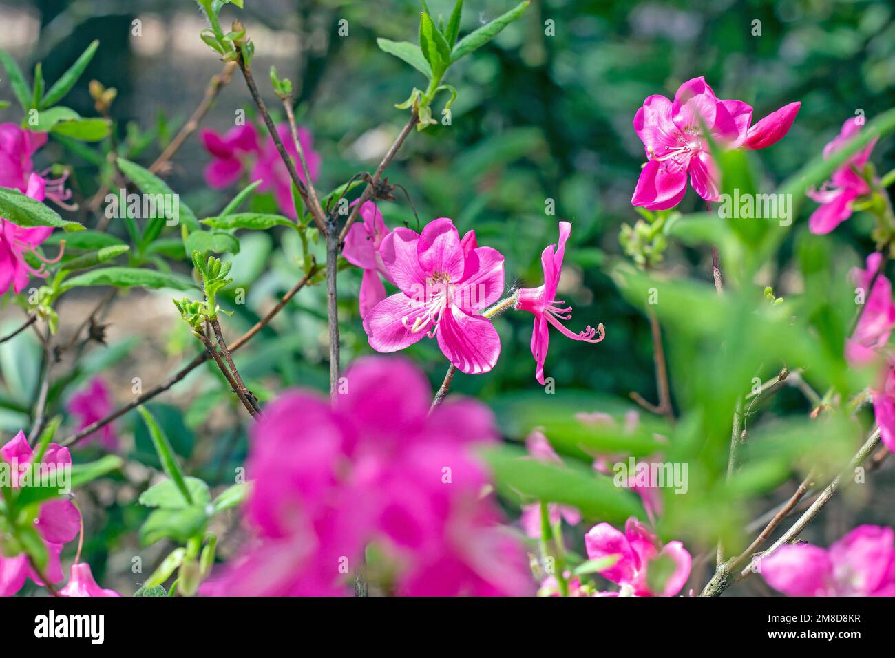 Bright pink Rhododendron Albrechtii Maxim flowers with leaves in the ...