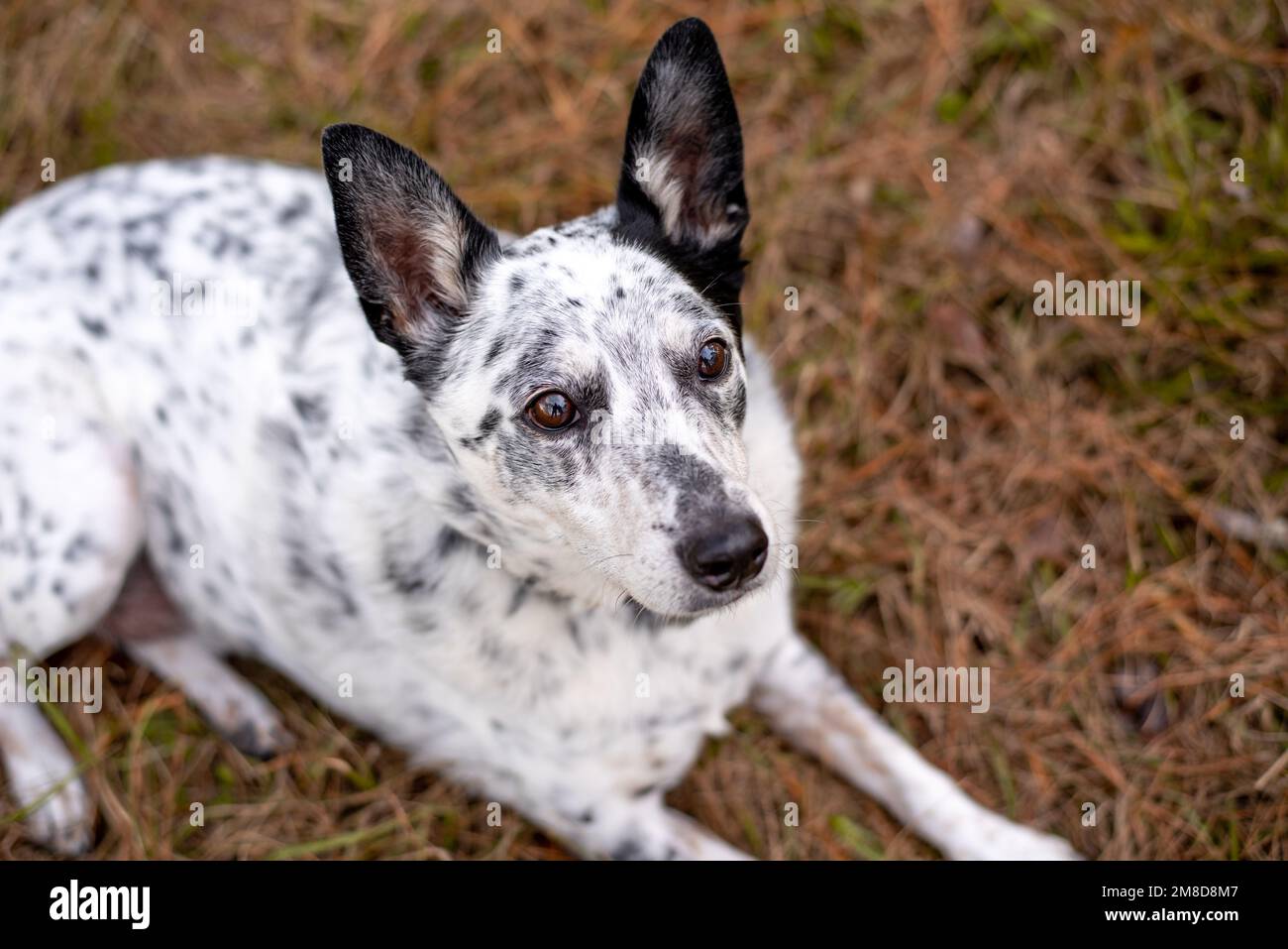 Australian Cattle Dog Hound Mix