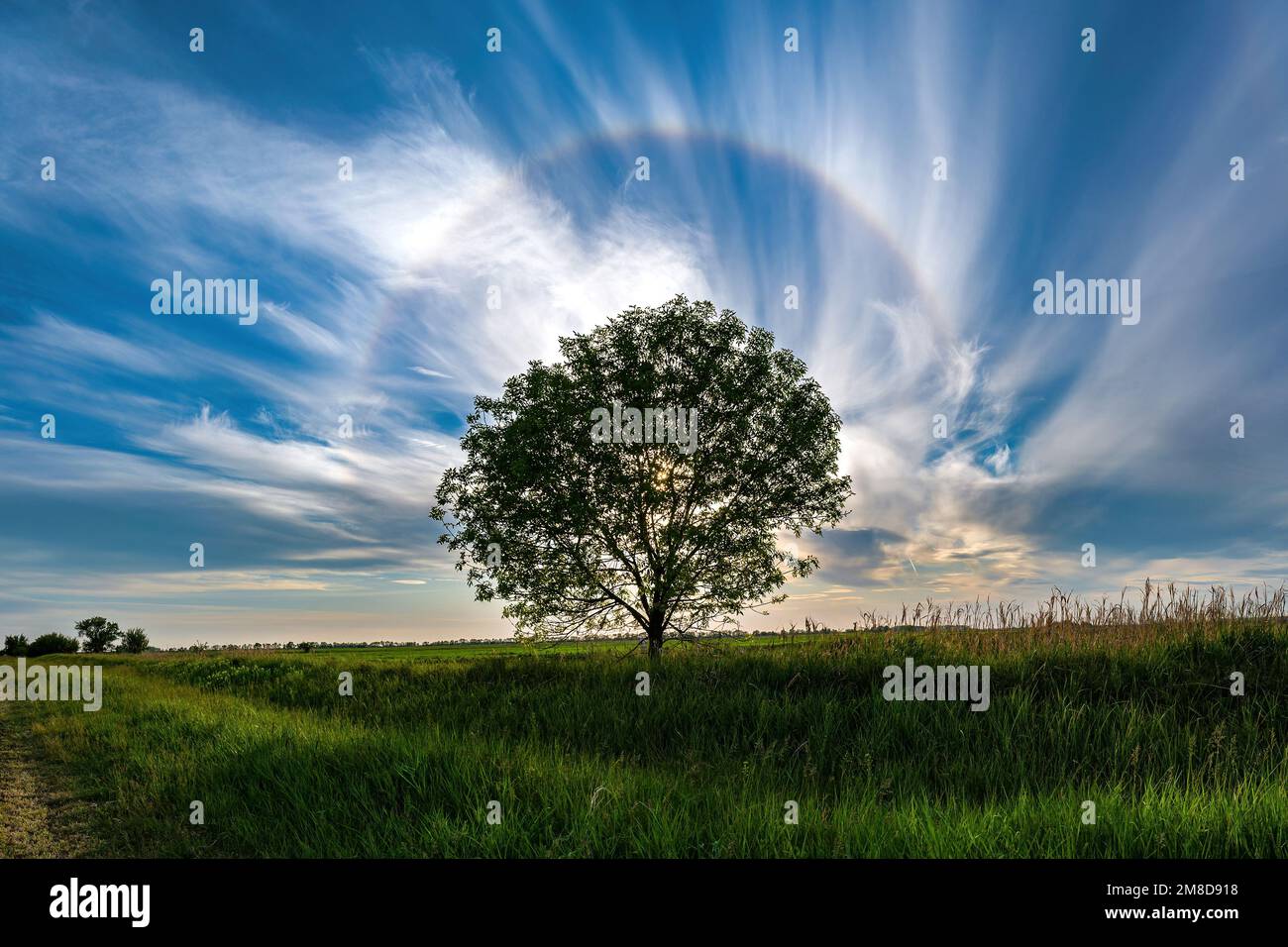 Sun halo around a lonely tree Stock Photo - Alamy