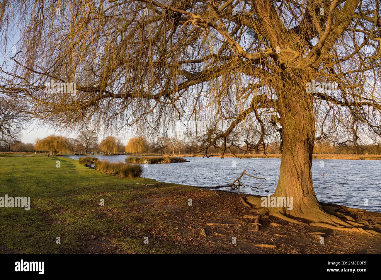 Grand old weeping willow tree catches the morning winter sun at Bushy ...