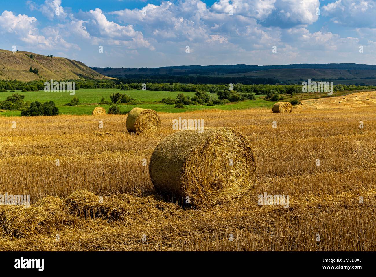Fresh Hay bales in agriculture stubble field under fluffy blue sky ...