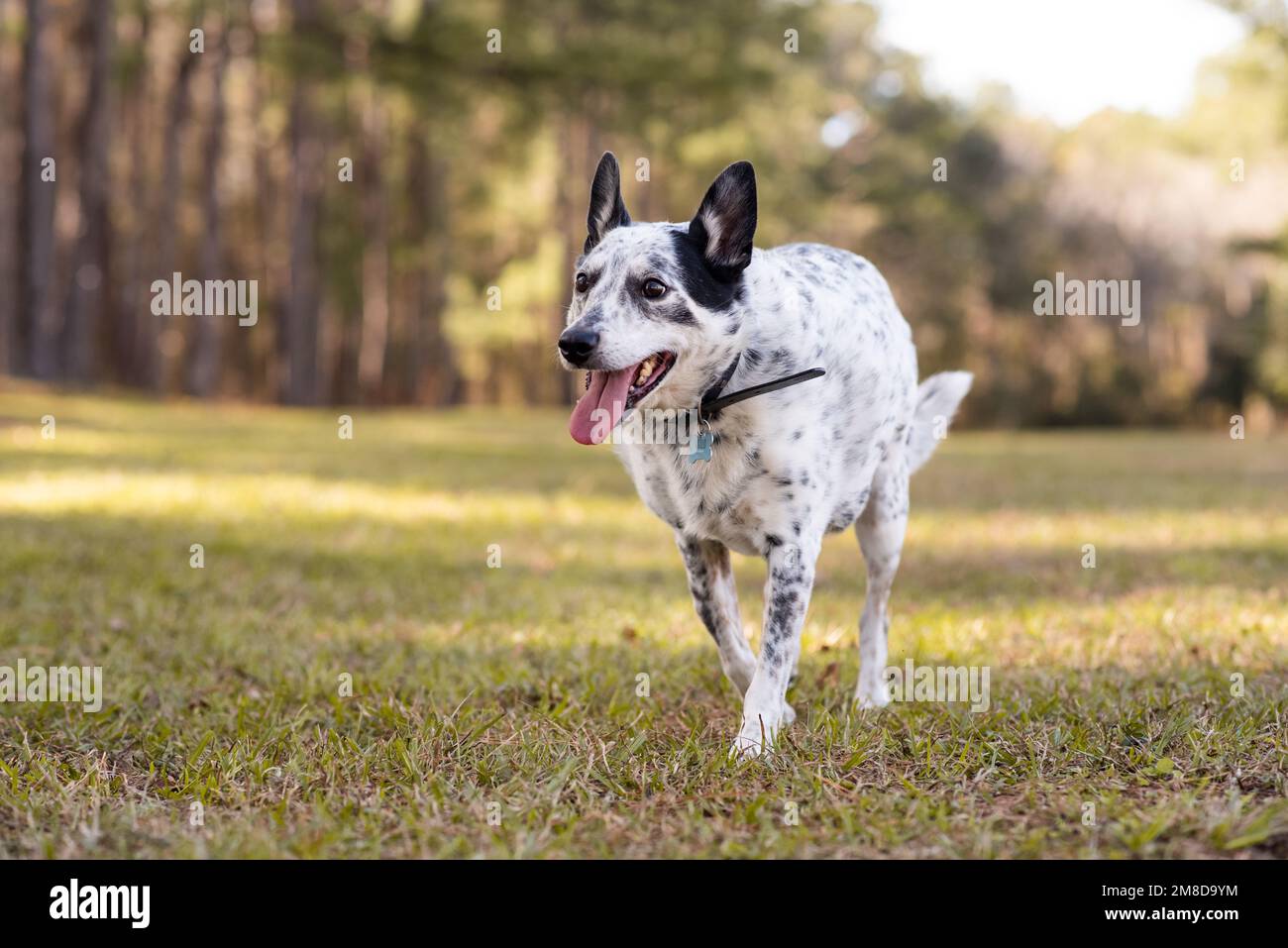 Australian cattle dog portrait running hi-res stock photography and ...