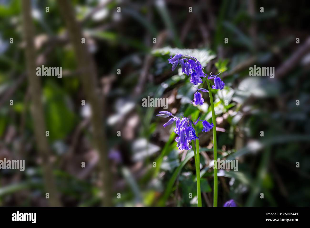 Bluebell flowers in dappled sun, close up Stock Photo - Alamy