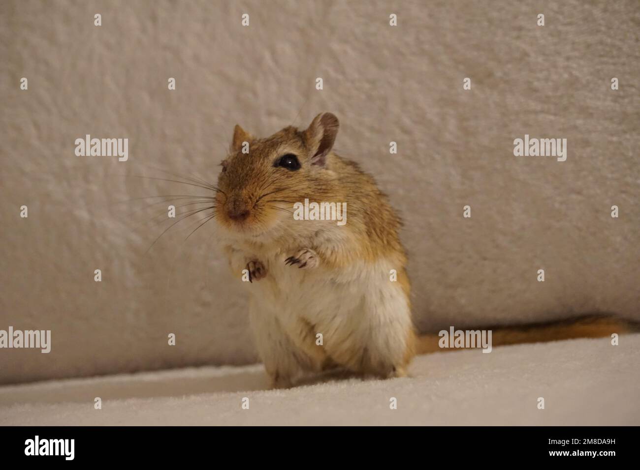 Cute pet gerbil on back legs Stock Photo - Alamy