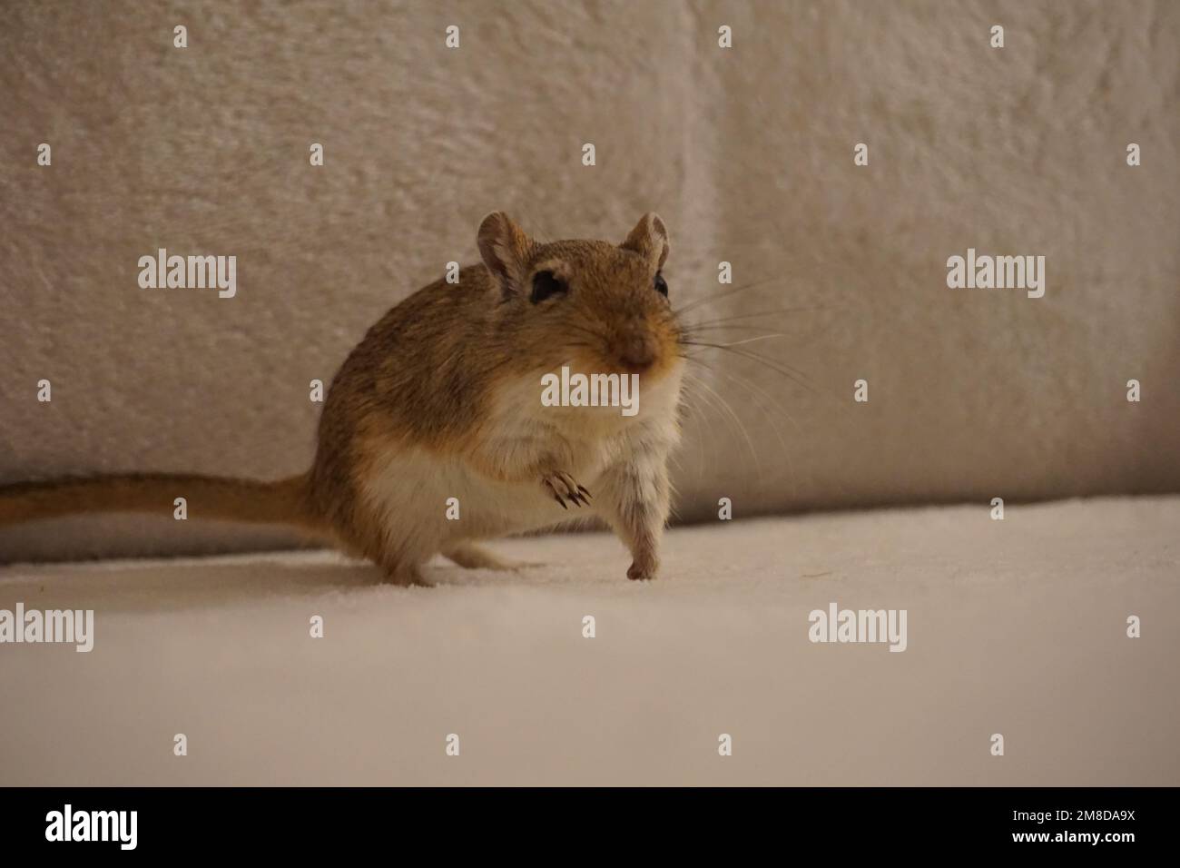 Pet gerbil curiosly looking at the back of the camera Stock Photo - Alamy