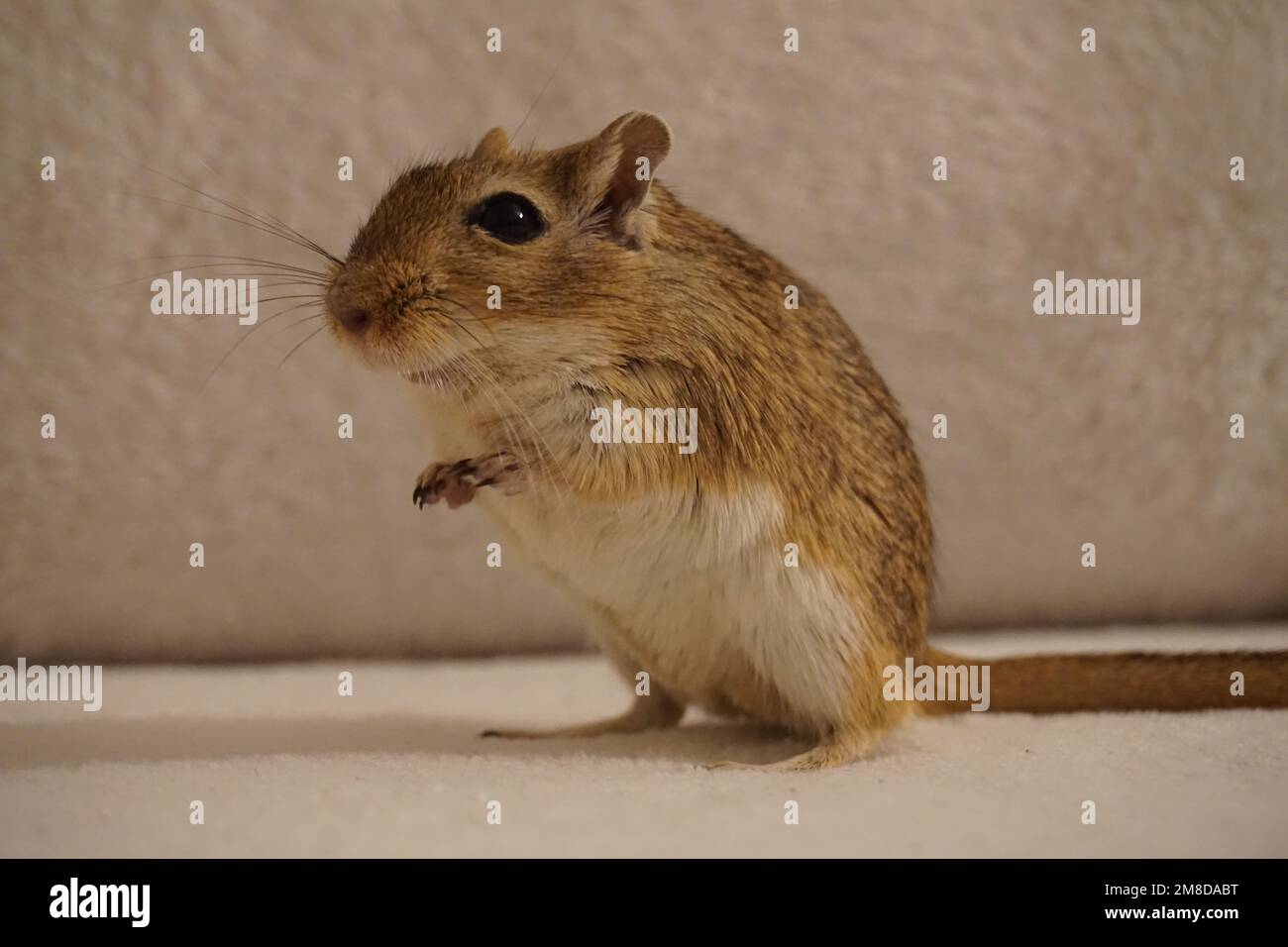 pet gerbil with white background Stock Photo - Alamy