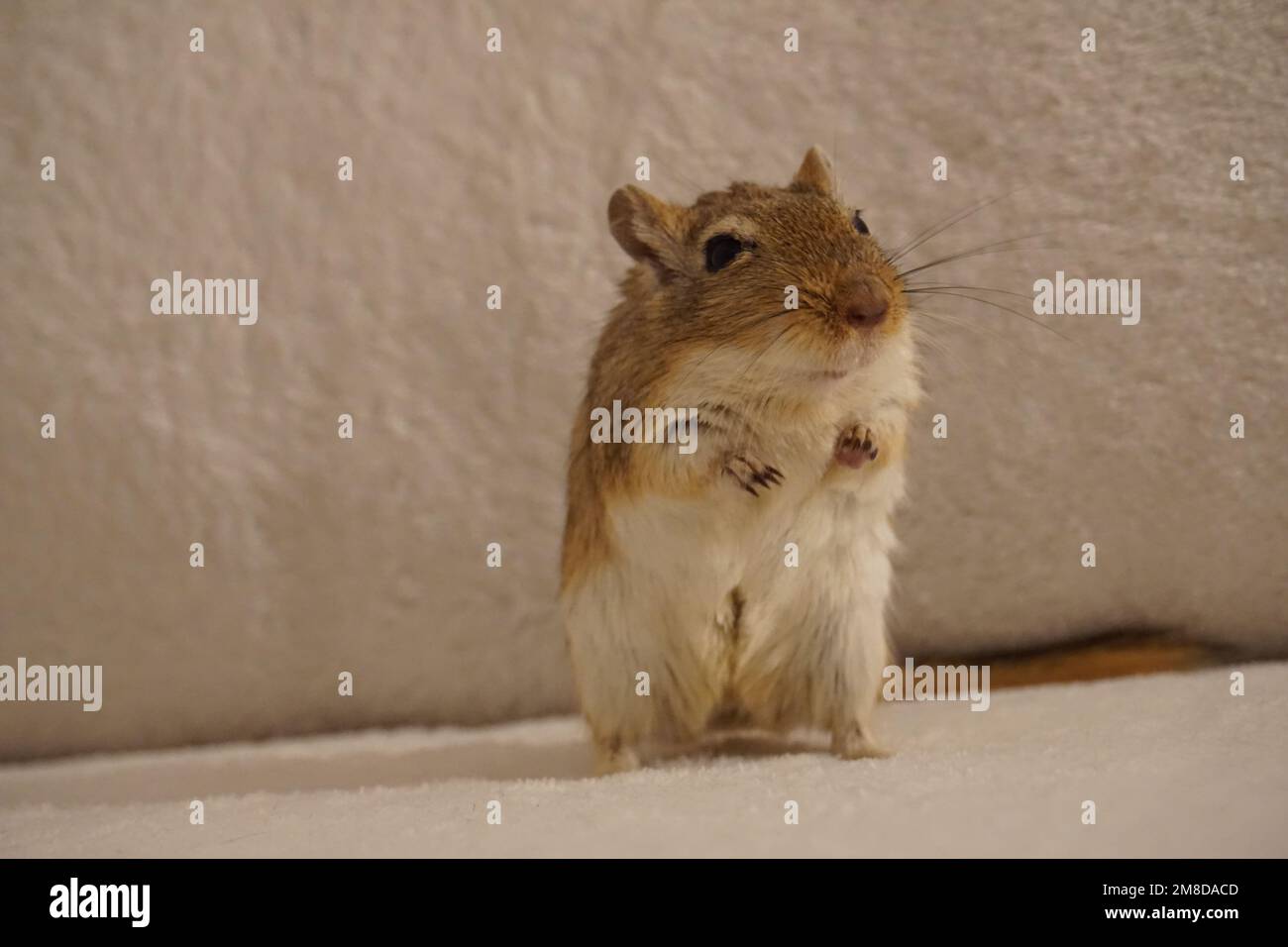Pet gerbil with white background Stock Photo - Alamy