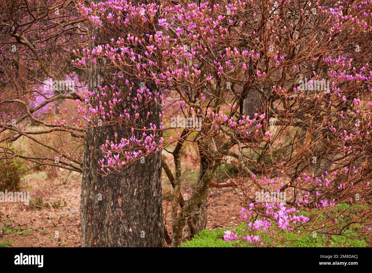 Native purple azalea bushes bloom on a rainy spring day near Komagane ...