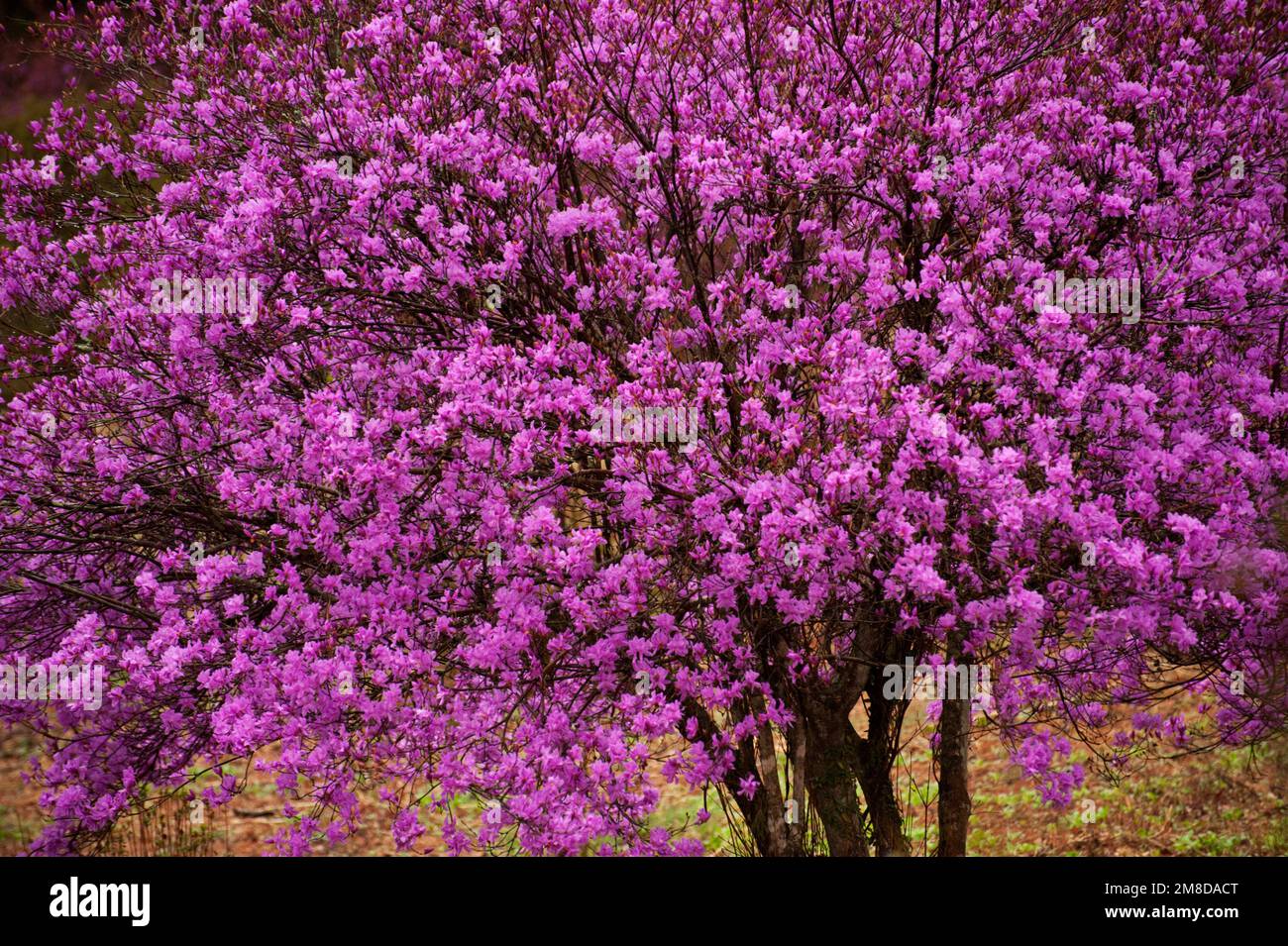 Native purple azalea bushes bloom on a rainy spring day near Komagane ...