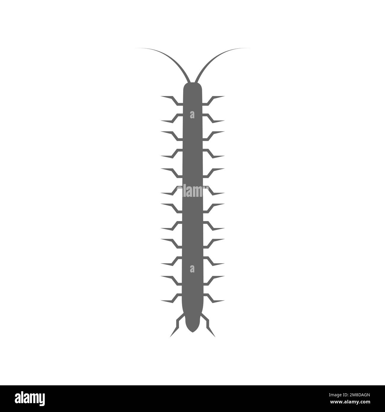 Common centipede Cut Out Stock Images & Pictures - Alamy