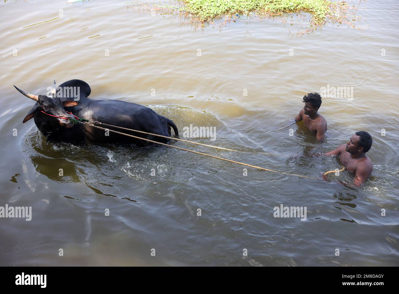 Madurai, Tamil Nadu, India. 13th Jan, 2023. Villagers prepare their ...
