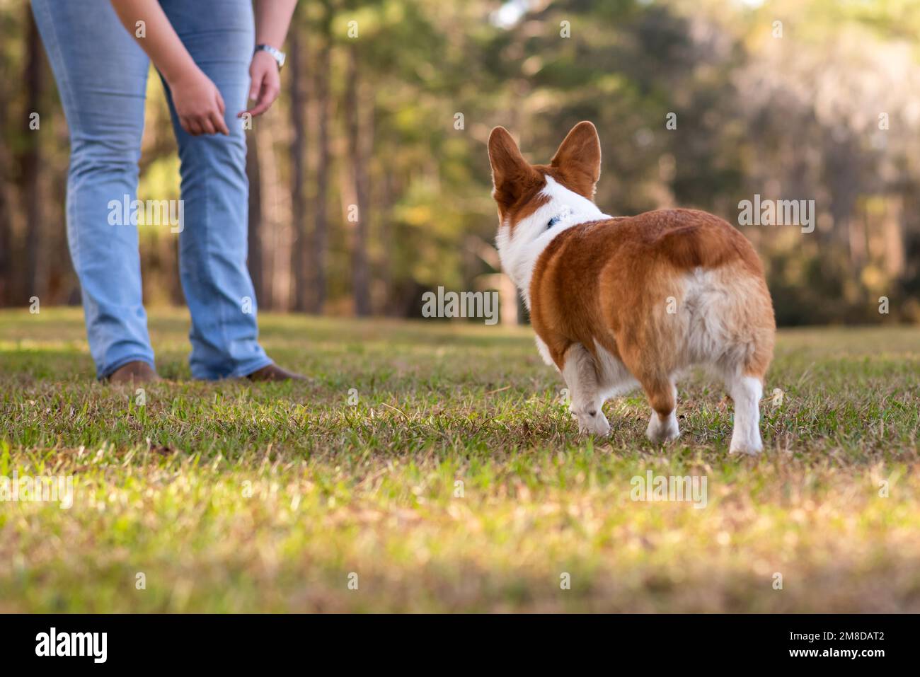 Welsh Corgi dog running towards owner outside at a park. Red and white ...