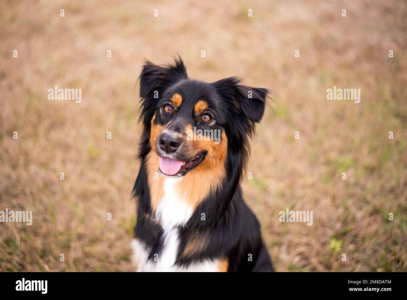 Australian Shepherd Tri Color Aussie outside at a park Stock Photo - Alamy