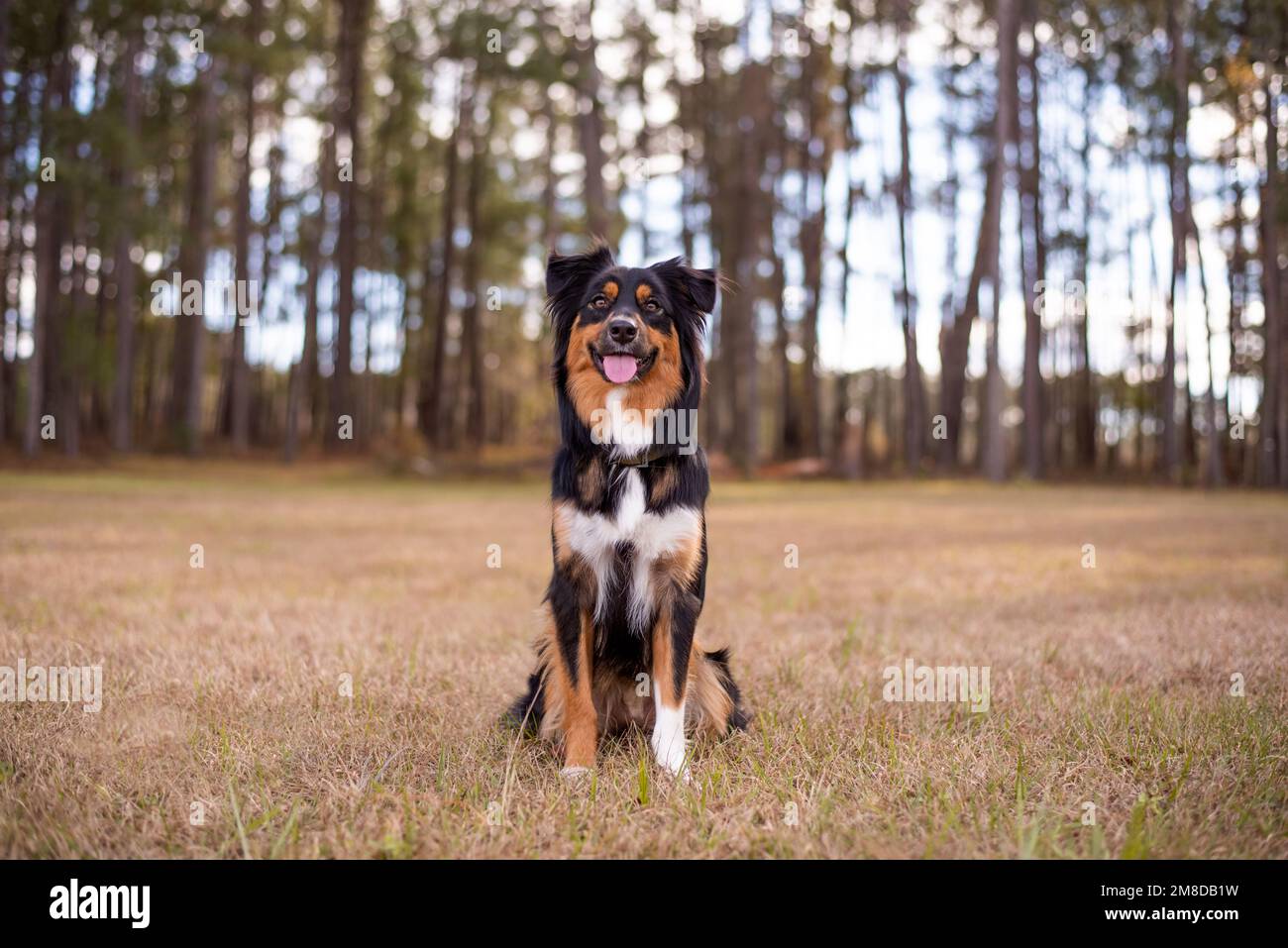 Australian Shepherd Tri Color Aussie outside at a park Stock Photo - Alamy