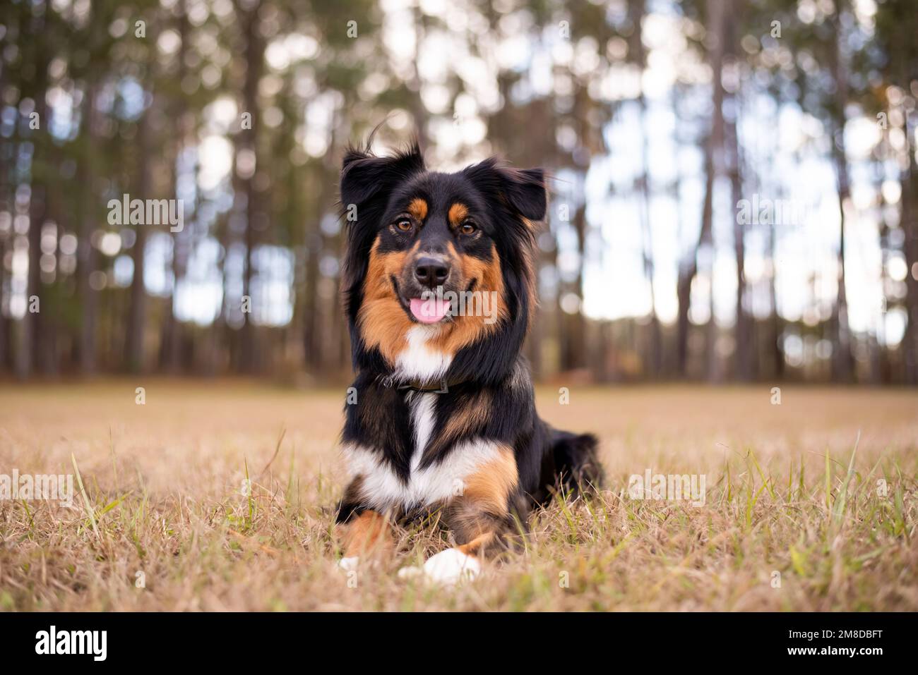 Tri color aussie hi-res stock photography and images - Alamy