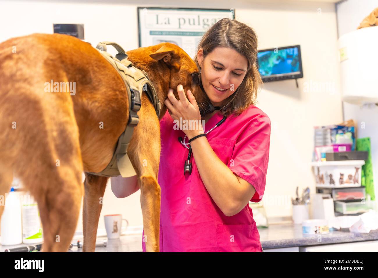 A Caucasian veterinary woman in pink uniform smiling and petting a ...