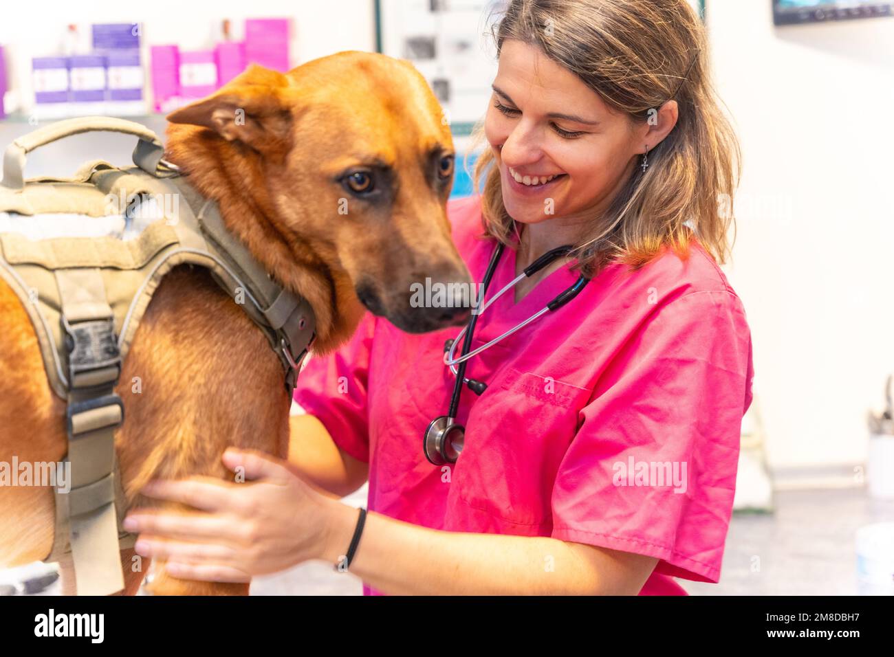 A Caucasian veterinarian in pink uniform smiling next to a brown dog at ...
