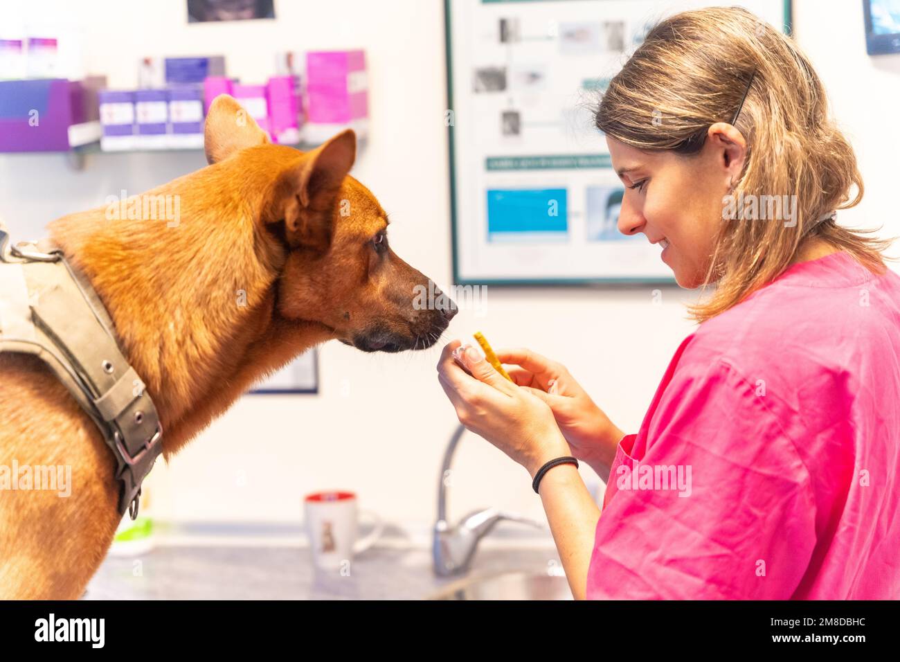 A Caucasian veterinary woman rewarding the dog in the routine control ...