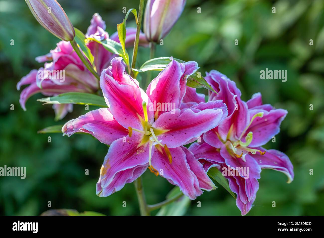Oriental double lily hi-res stock photography and images - Alamy