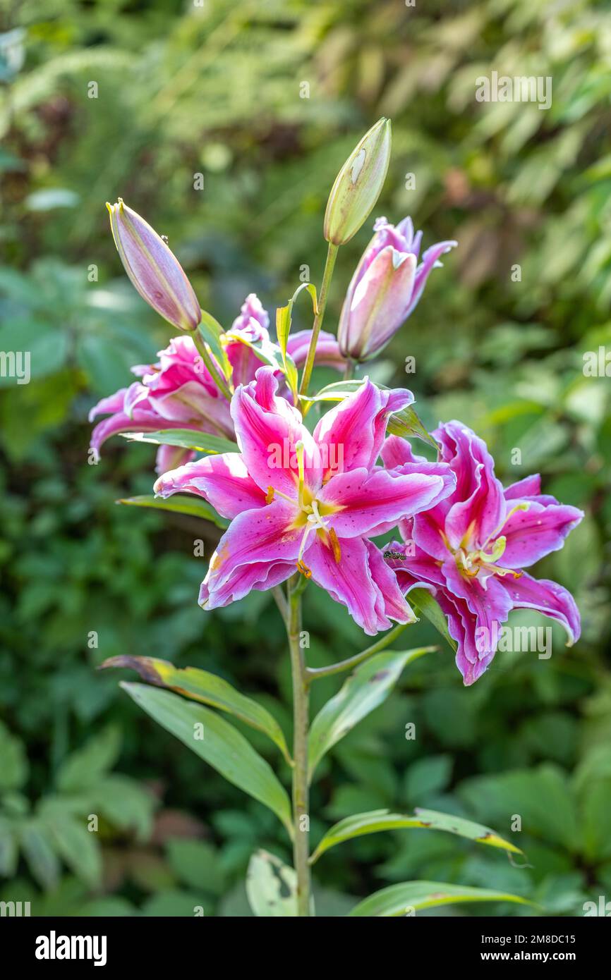 Scented pollen-free double lilies in garden with green background Stock ...