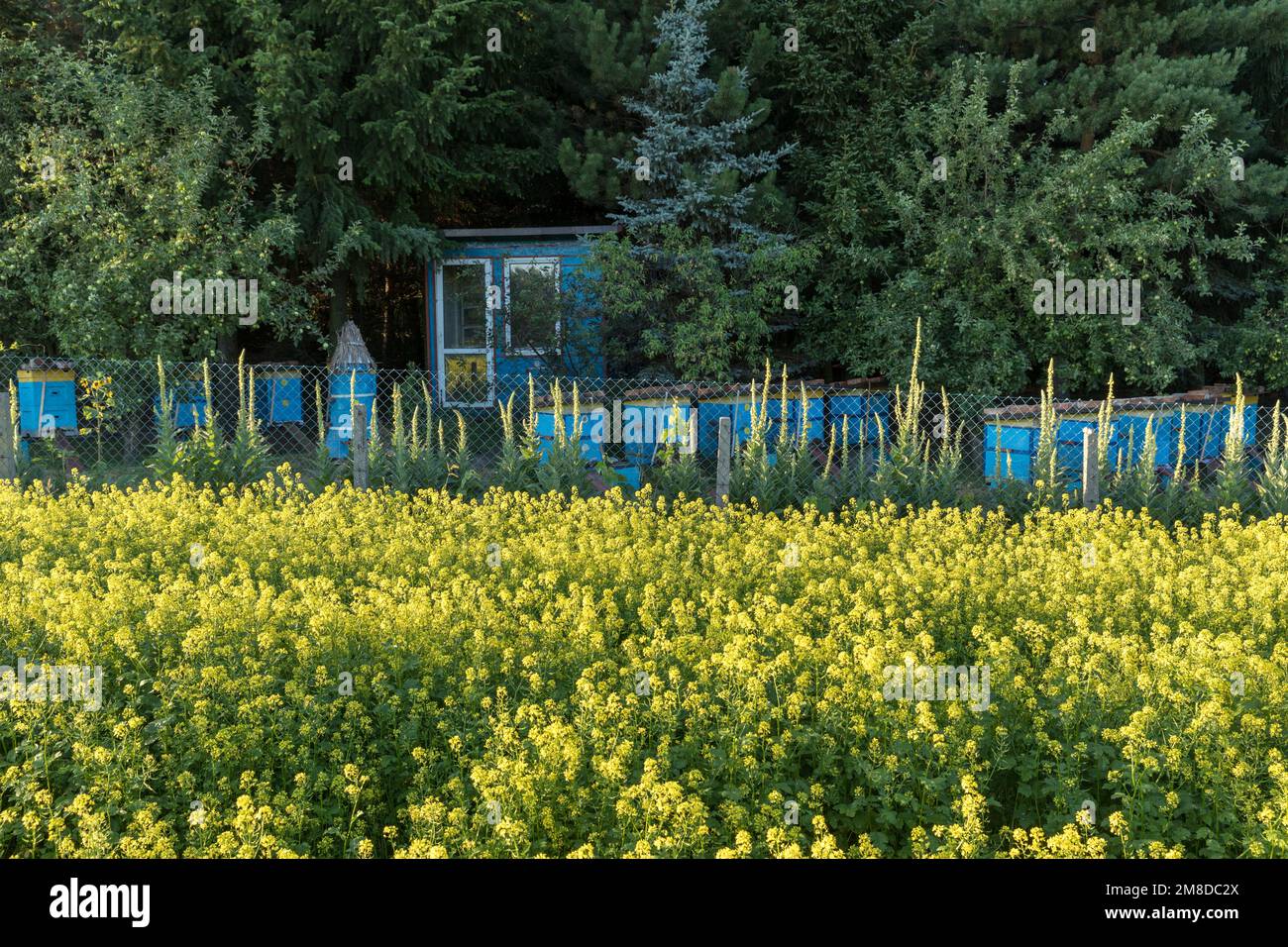 Blooming mustard crop and a bee hive Stock Photo - Alamy