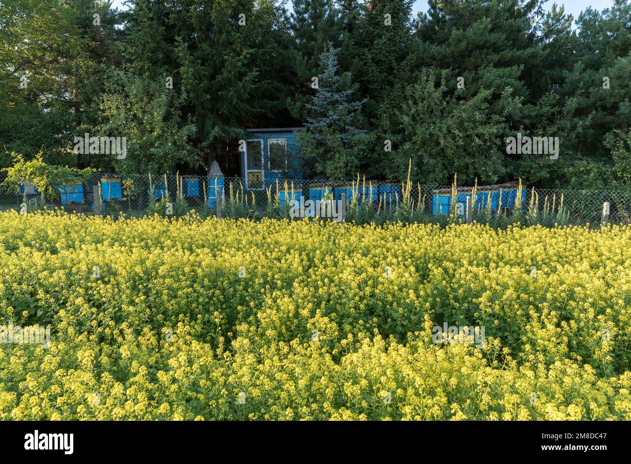 Blooming mustard crop and a bee hive Stock Photo - Alamy