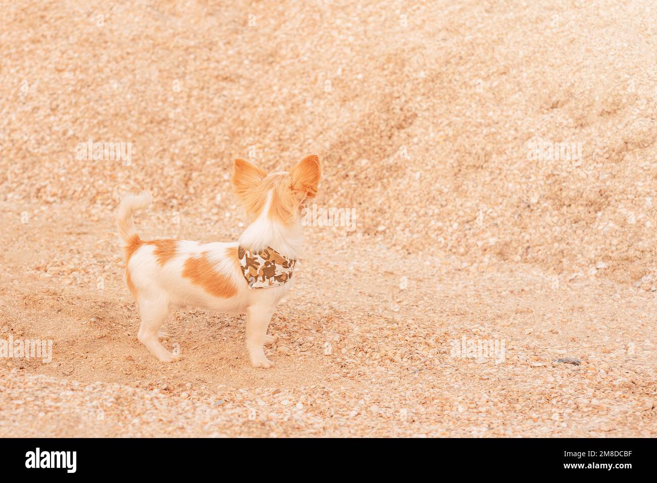Chihuahua on the beach with his back to the camera. The dog had a ...
