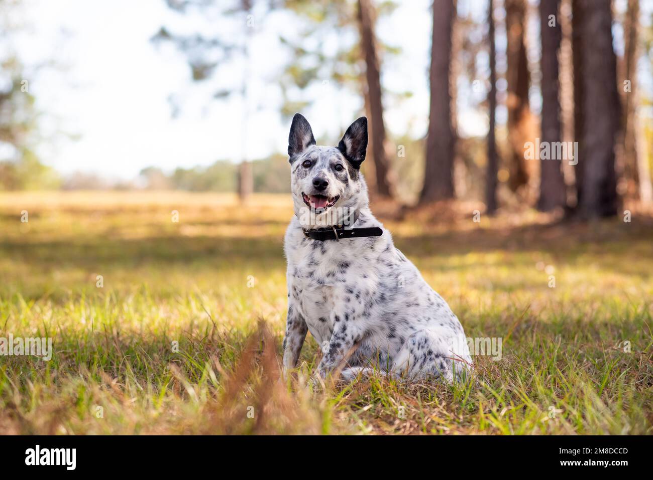Cattle dog mix outside at a park Stock Photo - Alamy