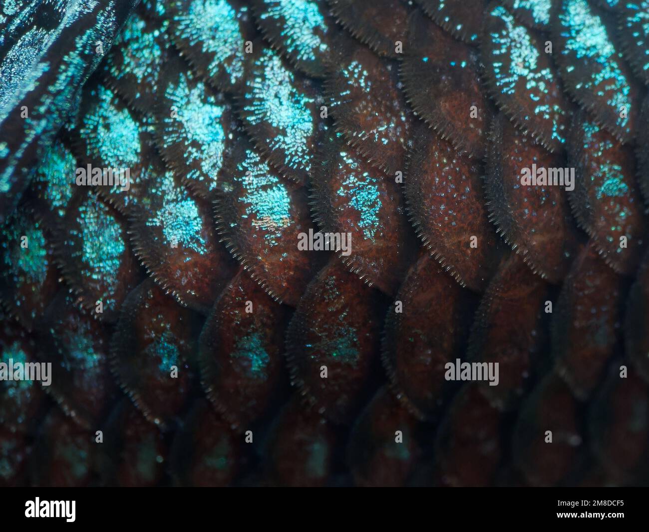 Macro detail of scales on blue and red betta (Betta splendens) siamese ...