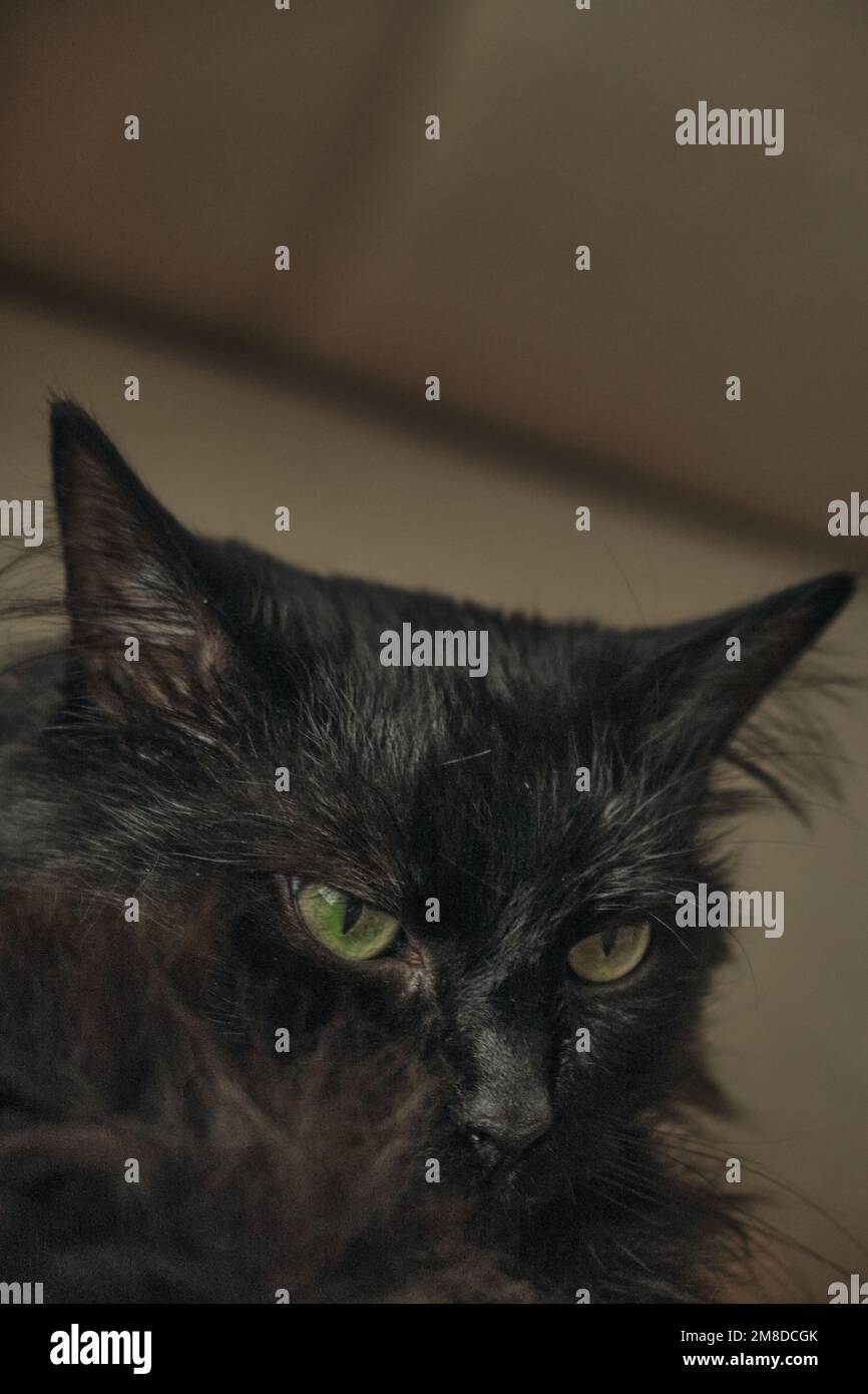 Funny beautiful cute black cat hiding on the sofa Stock Photo - Alamy