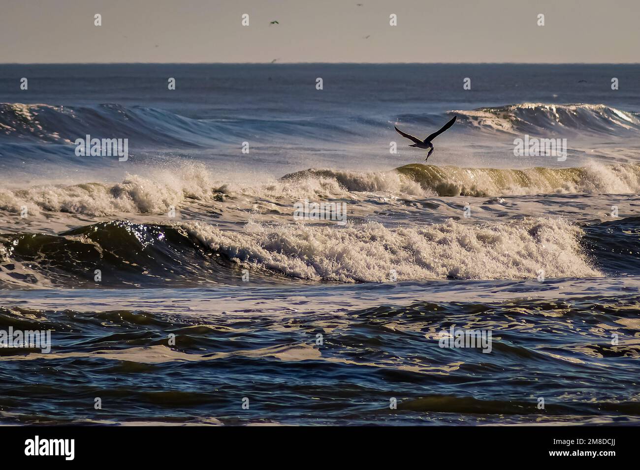A scene of the ocean foaming waves with a seagull with a fish in its beak in the daytime Stock ...