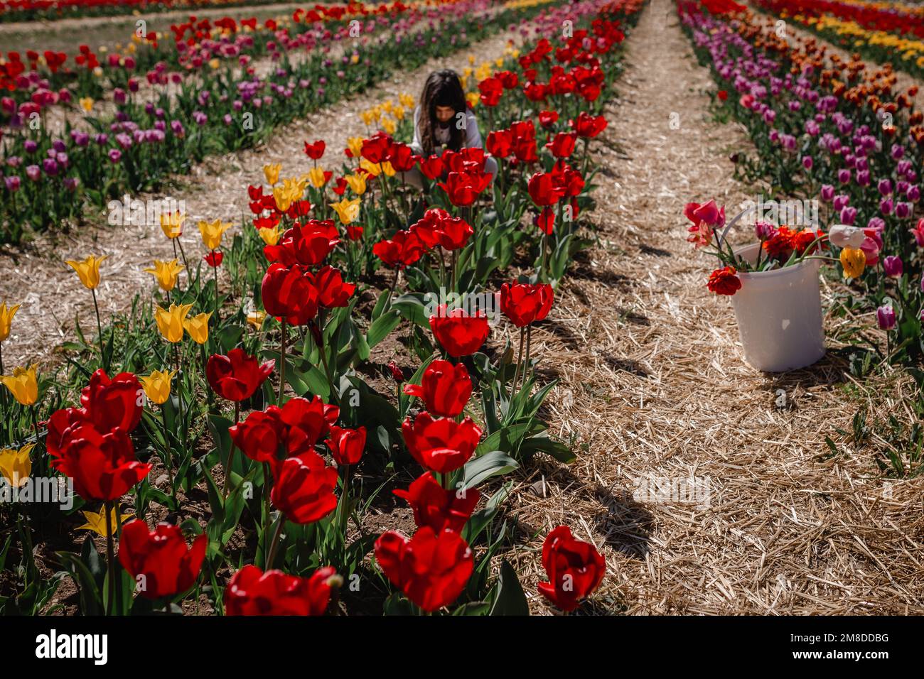 wide angle view on big tulip field and little girl in the background ...