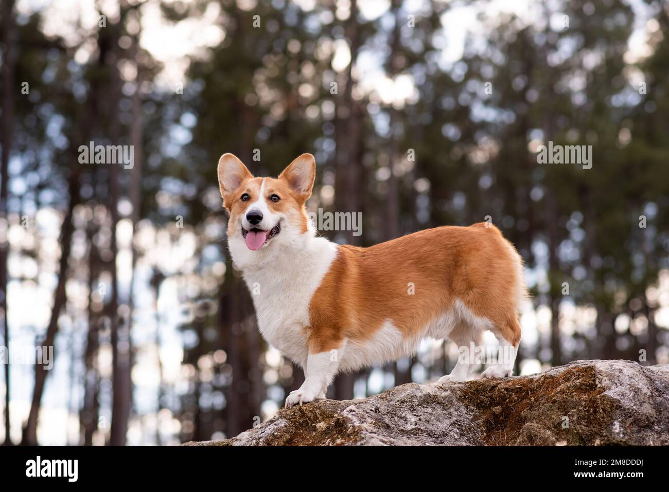 Welsh Corgi dog sitting on a big rock outside at a park. Red and white ...