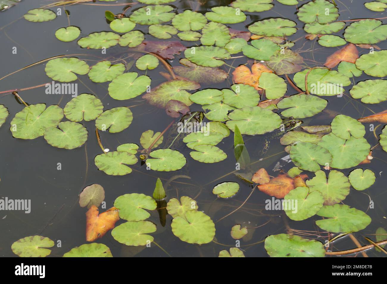 Water garden with frogs hi-res stock photography and images - Alamy