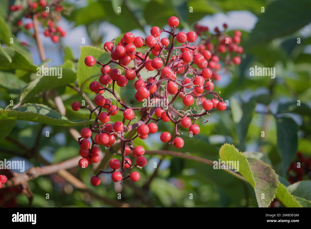 Sambucus racemosa, a species of elderberry known by the common names ...