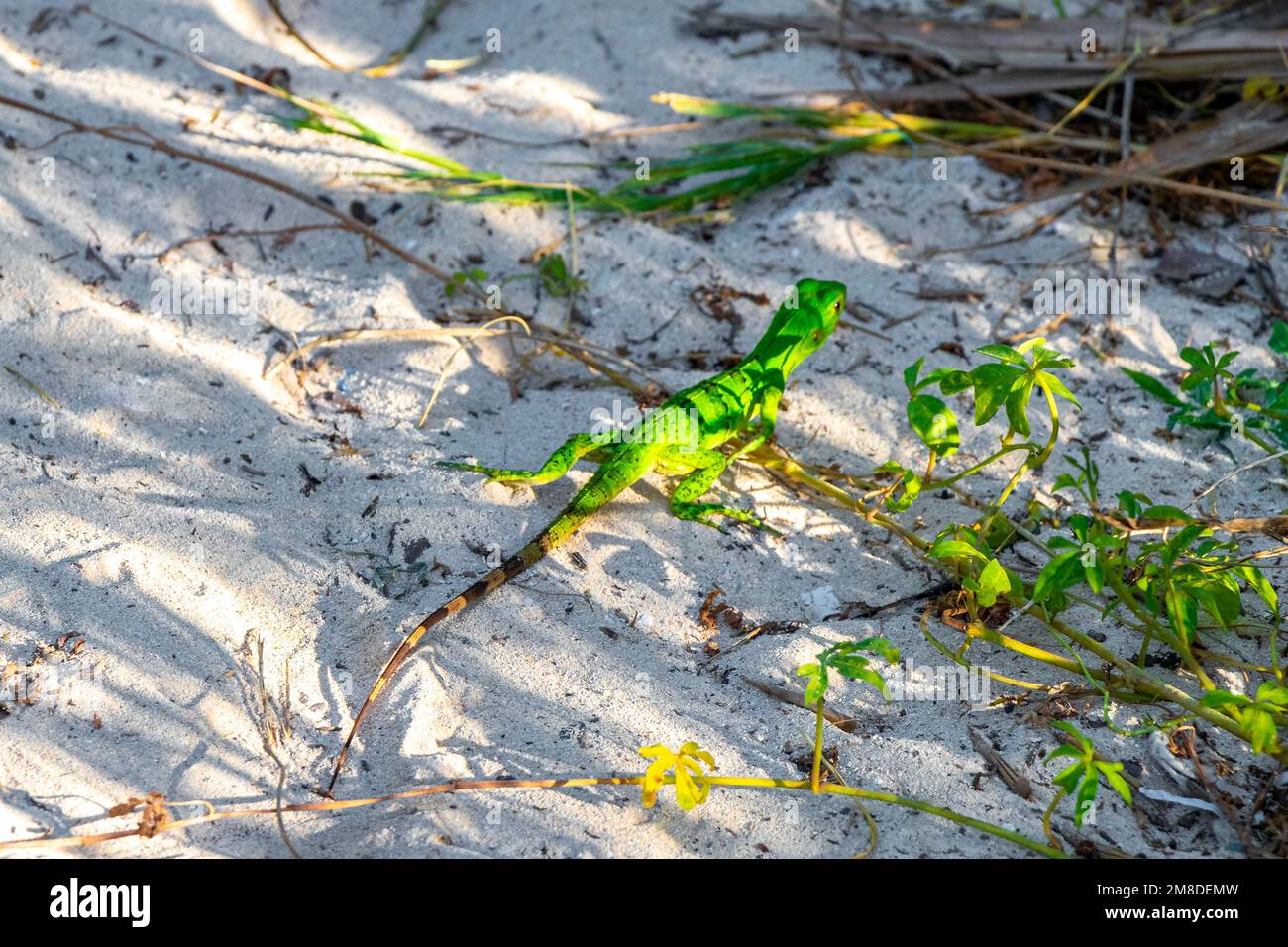 A Caribbean green lizard Lacerta Viridis half green half brown lizards ...