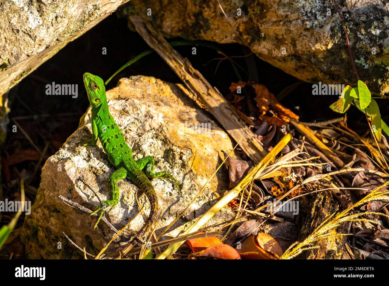 Lizard with half a tail hi-res stock photography and images - Alamy