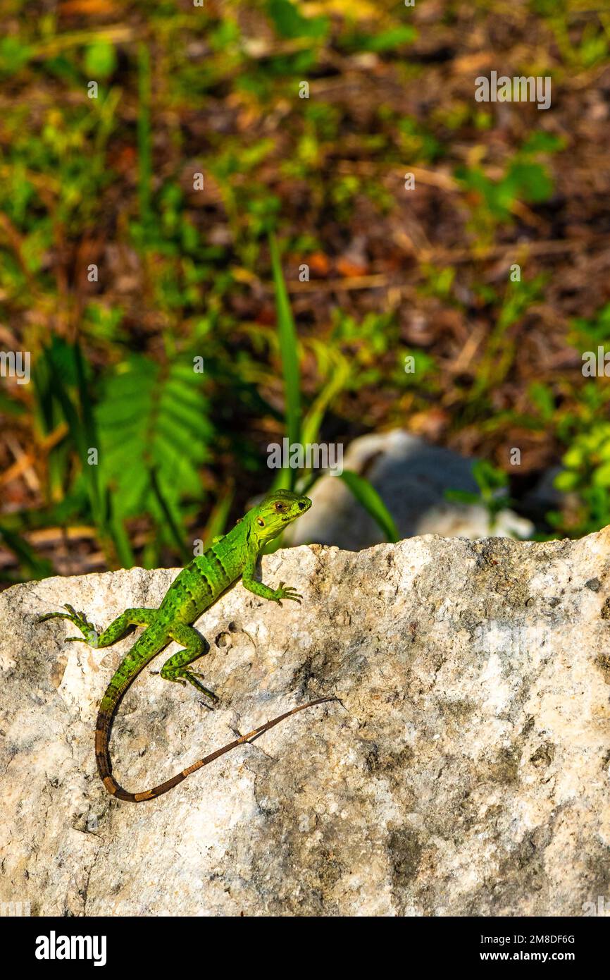 Lizard with half a tail hi-res stock photography and images - Alamy