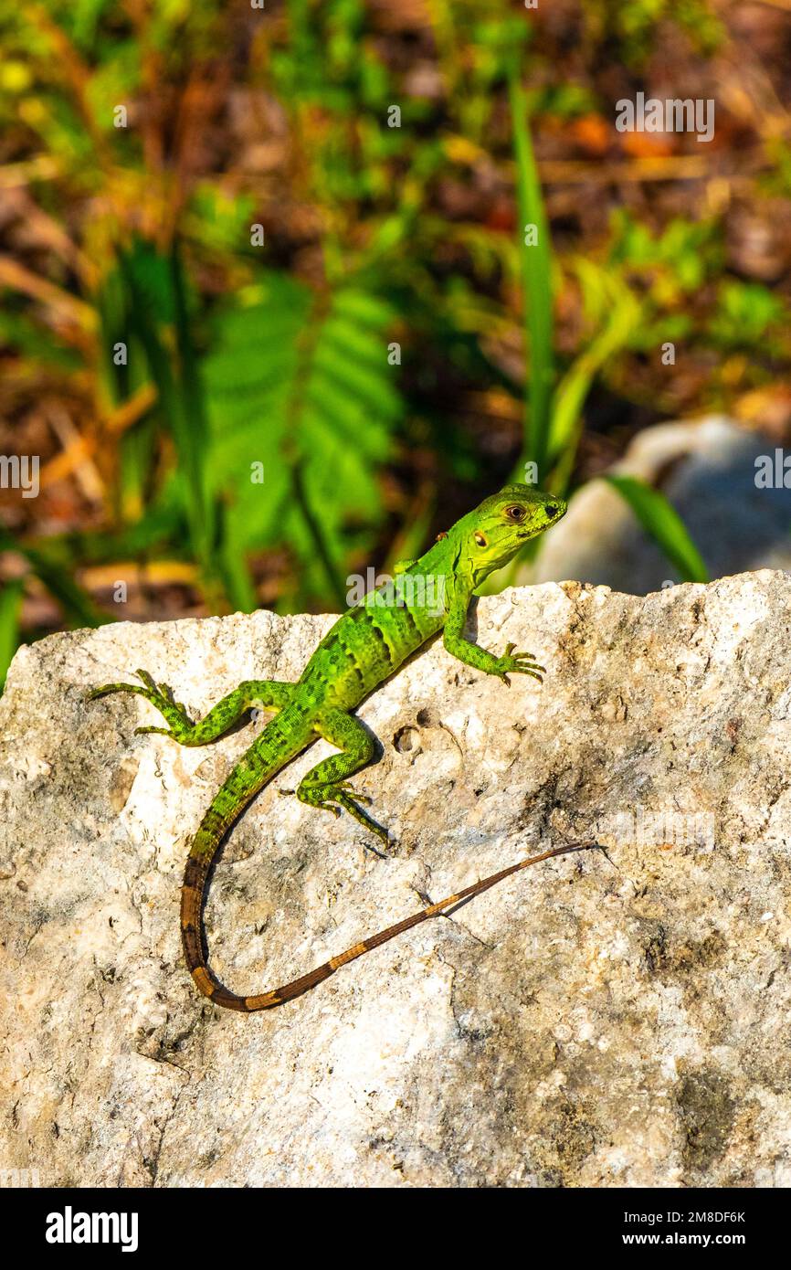 Lizard with half a tail hi-res stock photography and images - Alamy