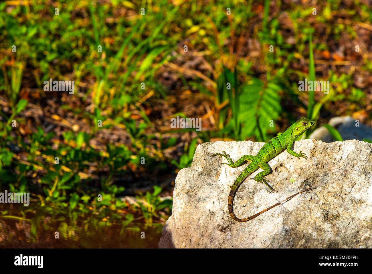 A Caribbean green lizard Lacerta Viridis half green half brown lizards ...
