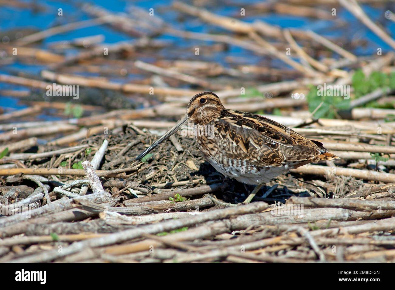 Common snipe (Gallinago gallinago Stock Photo - Alamy
