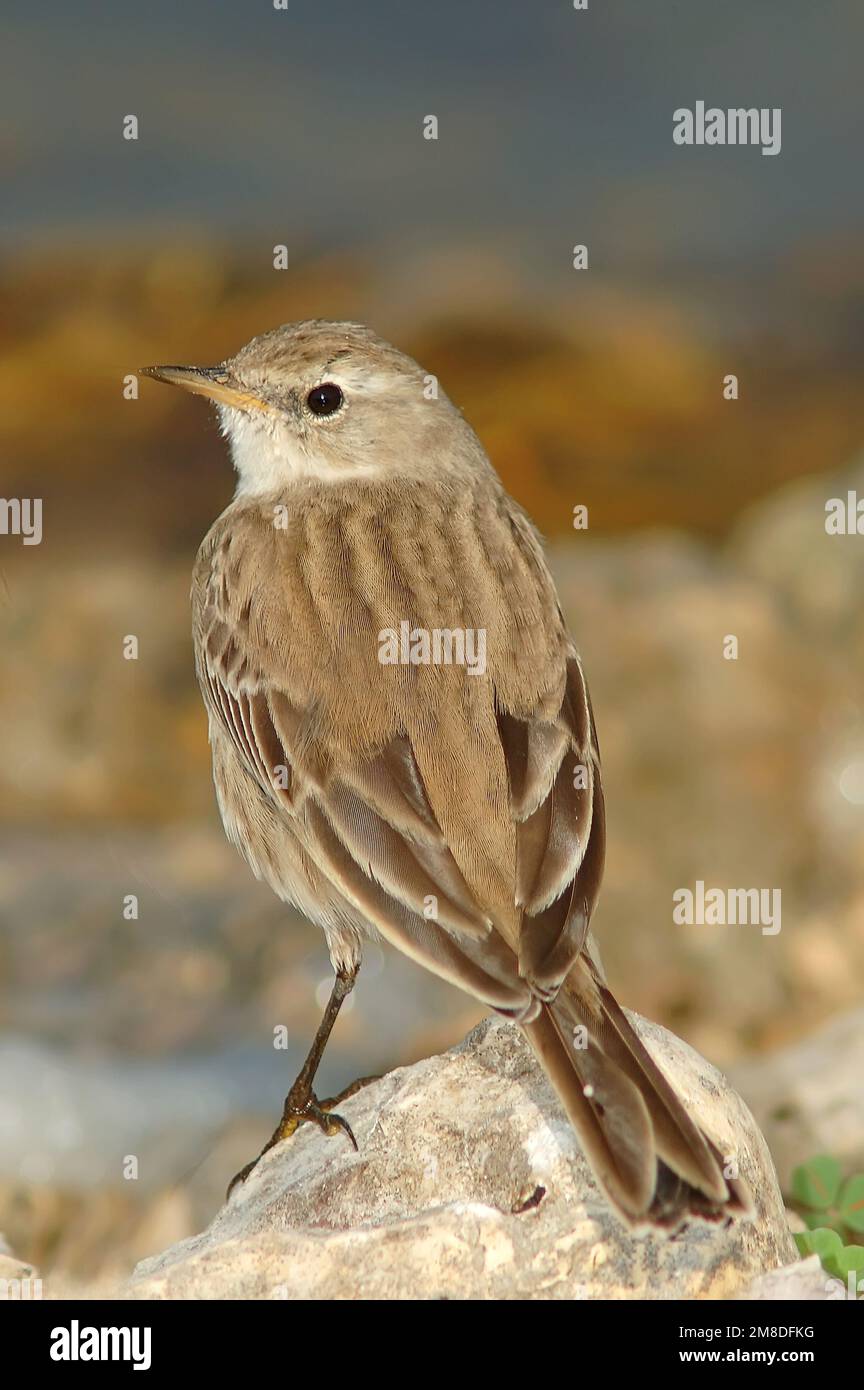 Migratory passarine hi-res stock photography and images - Alamy