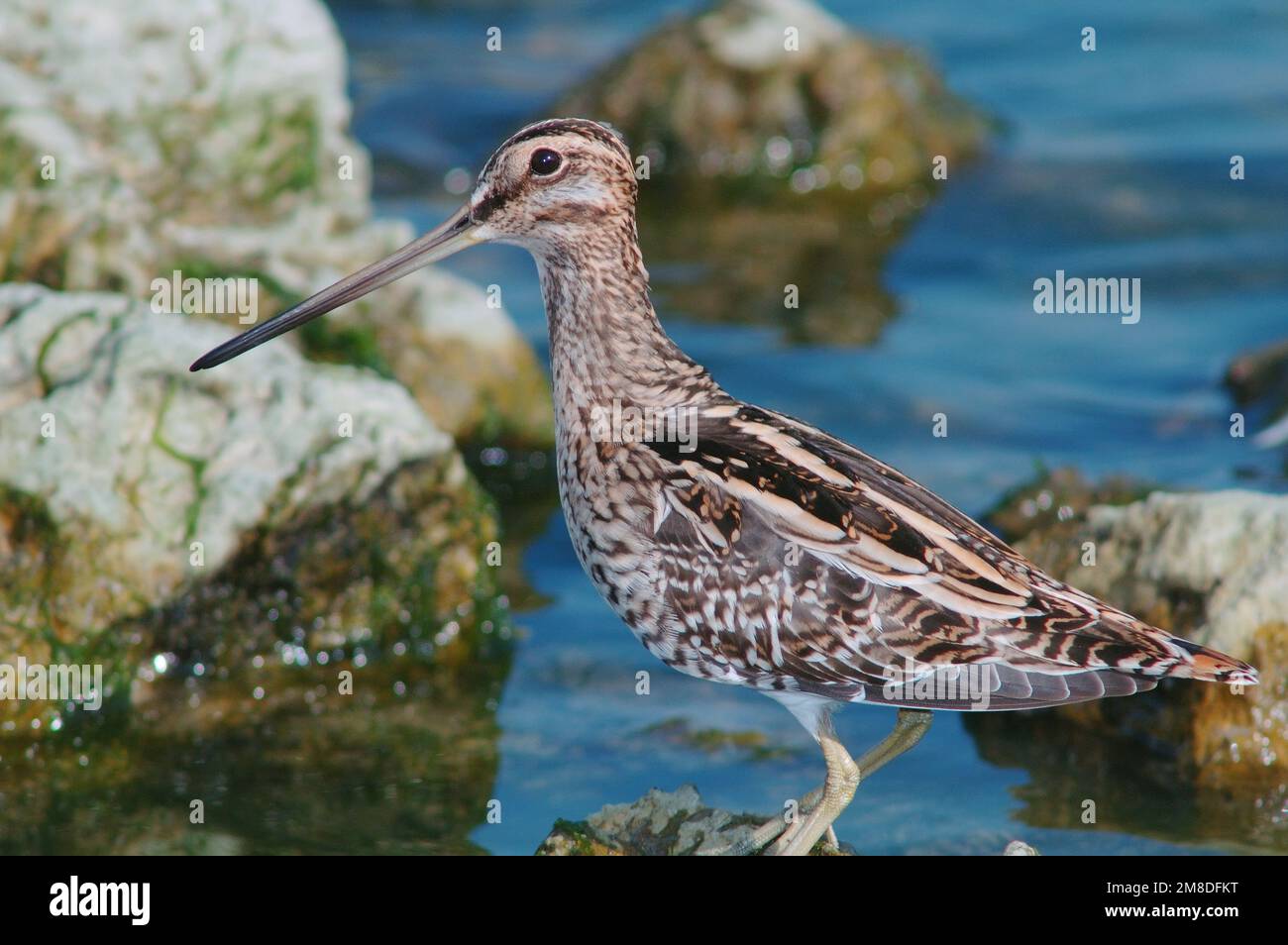 Common snipe (Gallinago gallinago Stock Photo - Alamy