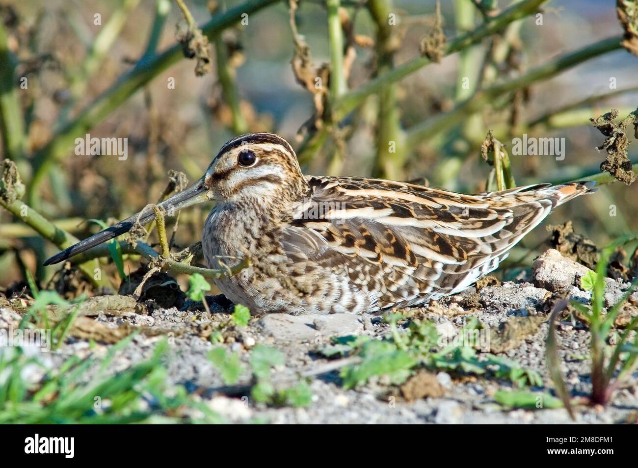Common snipe (Gallinago gallinago Stock Photo - Alamy