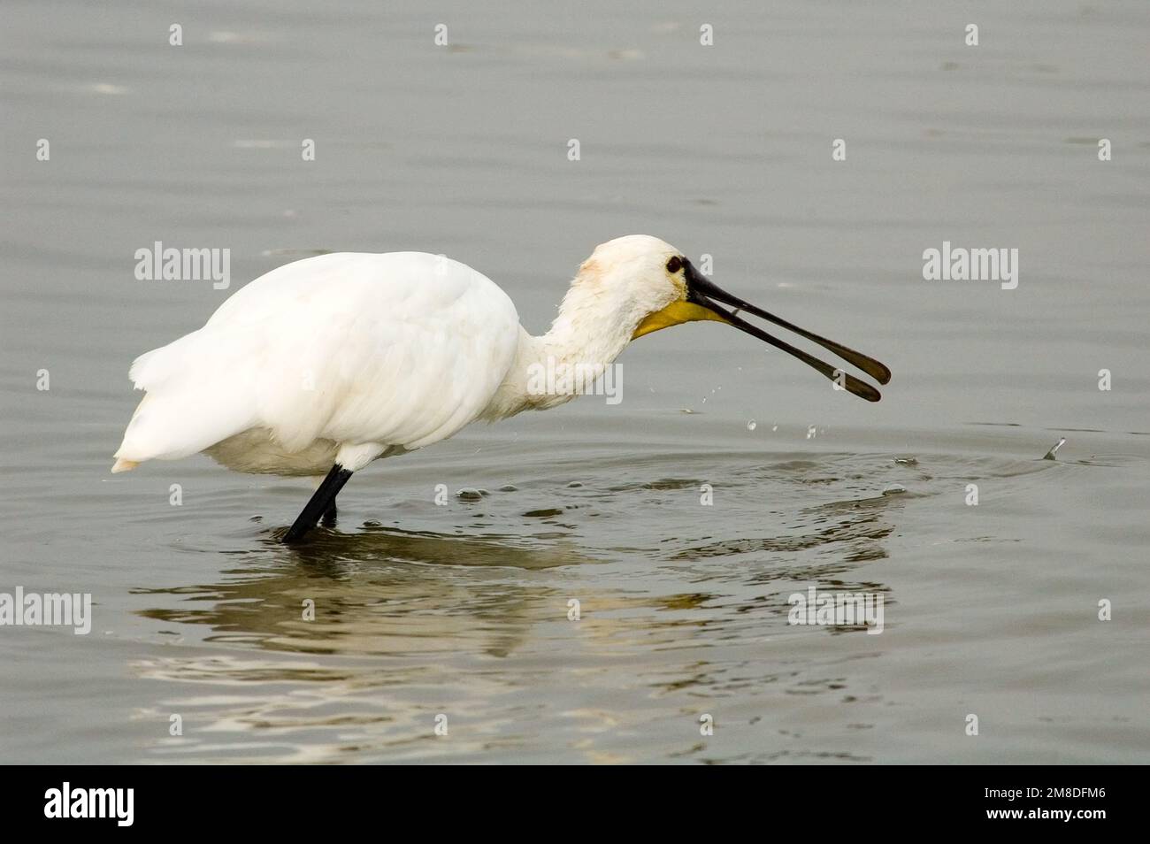 Common Spoonbill feeding in a lake Stock Photo - Alamy