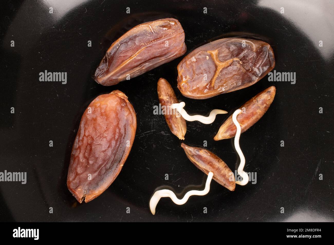 Top date palm tree phoenix hi-res stock photography and images - Alamy