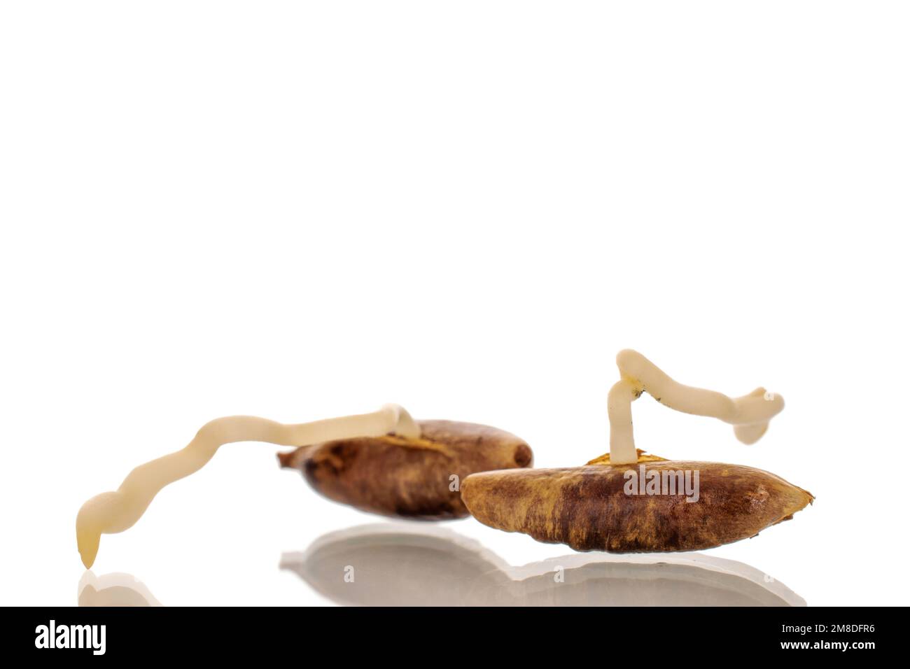 Date palm seed hi-res stock photography and images - Alamy
