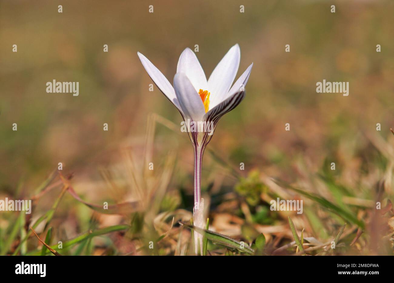 White flower of Crocus danubensis or reticulatus Stock Photo - Alamy