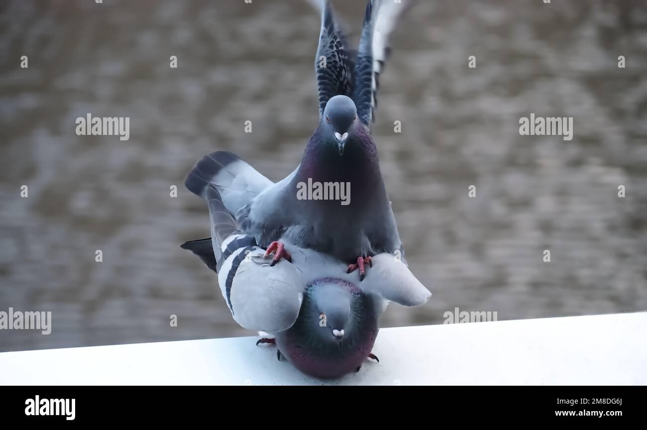 Feral pigeons mating hi-res stock photography and images - Alamy