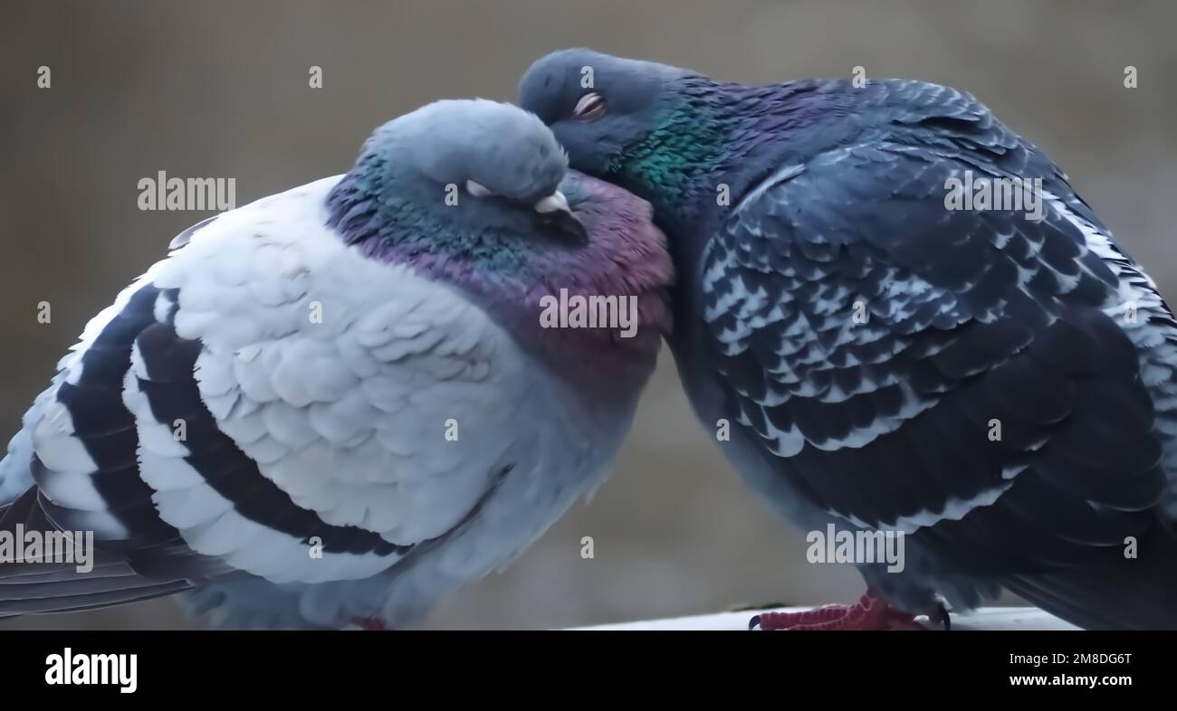Feral pigeons mating hi-res stock photography and images - Alamy